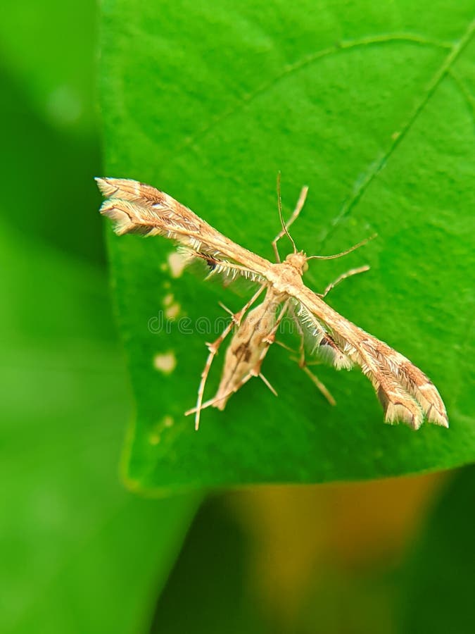 Pterophoridae or plume Moths Look Like Fighter Planes of the First ...