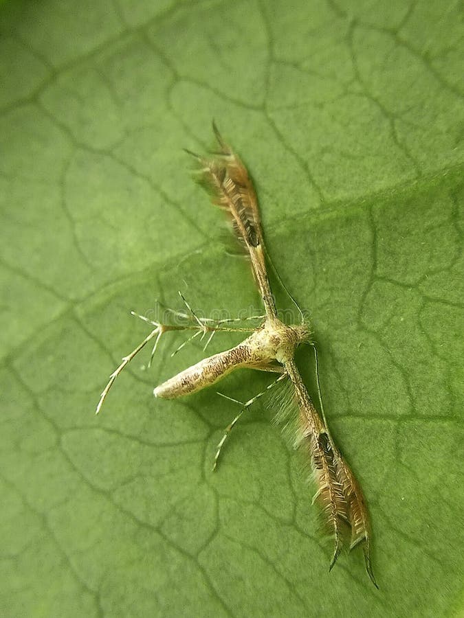 Pterophoridae Unique Feather Moth Image Stock Photo - Image of moth ...