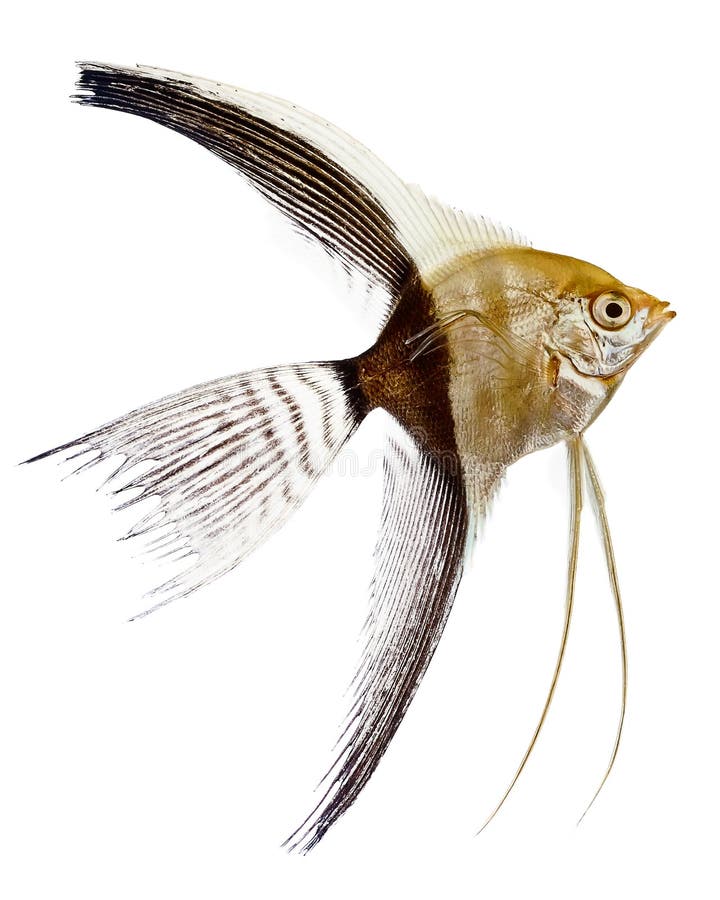 Pterophyllum angel fish stock image. Image of silver - 191941871