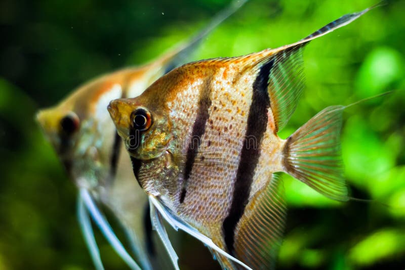 Pterophyllum scalare stock image. Image of america, water - 128520057