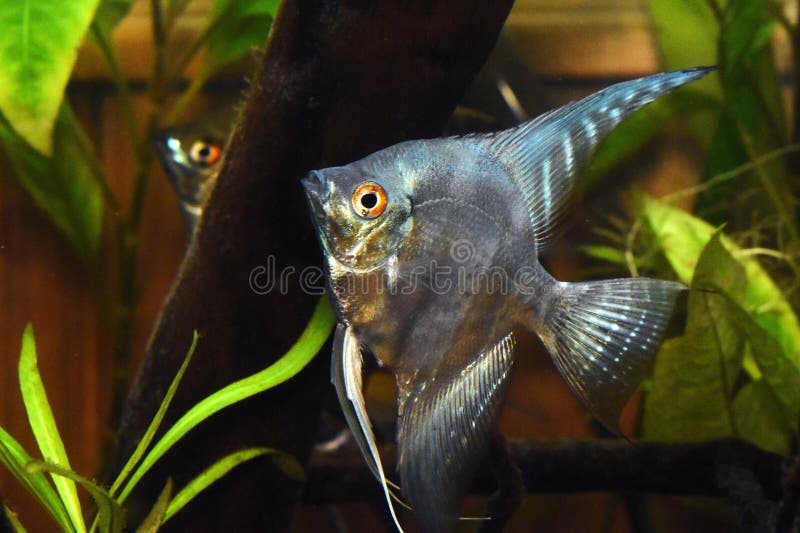Pterophyllum Scalare, Blue Scalar, Angelfish Stock Image - Image of ...