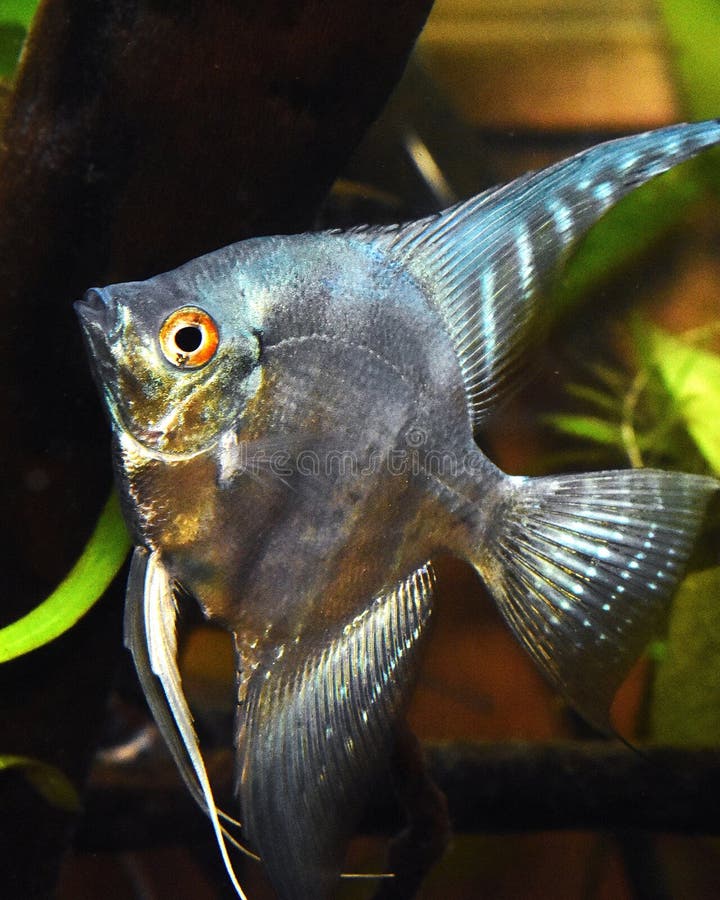Pterophyllum Scalare, Blue Scalar, Angelfish Stock Photo - Image of ...