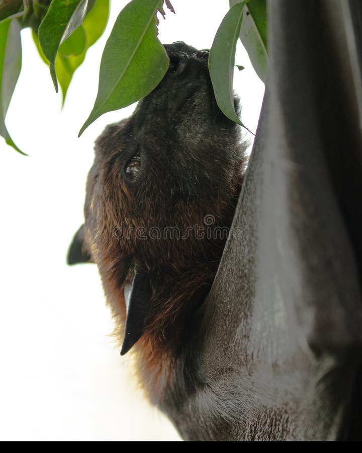 Pteropus is a Genus of Megabats Which are among the Largest Bats in the ...