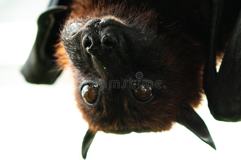 Pteropus is a Genus of Megabats Which are among the Largest Bats in the ...