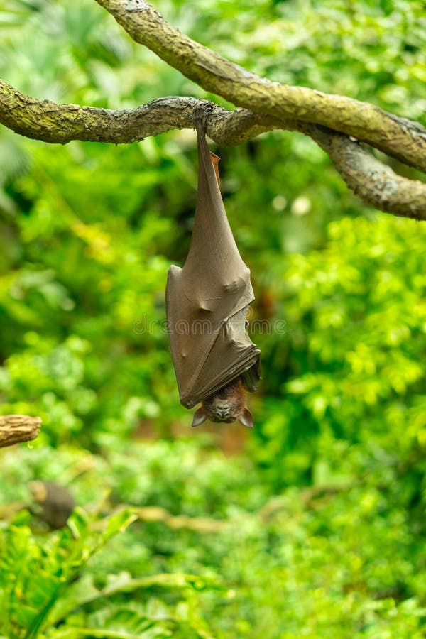 Flying fox stock image. Image of rodent, flying, asia - 251359981