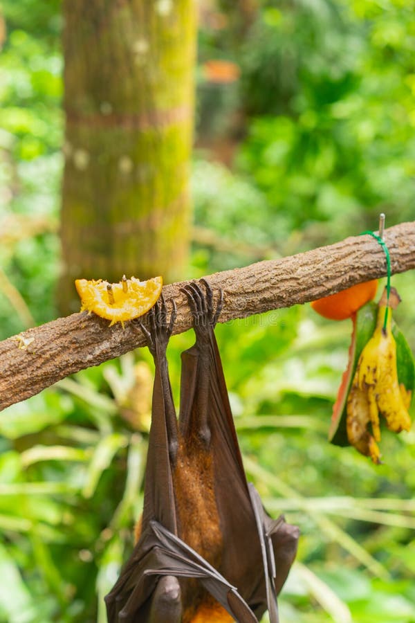 Flying fox stock image. Image of australian, melbourne - 251359995