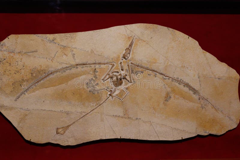 Pterosaur Type Dinosaur Fossil in Rock Stock Image - Image of extinct ...