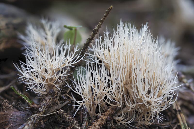 The Pterula Multifida is an Inedible Mushroom Stock Image - Image of ...