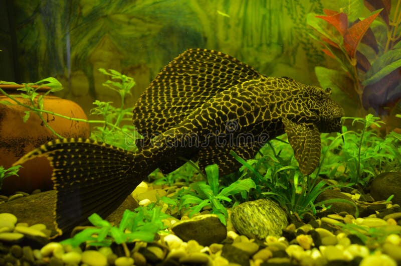 Leopard Sailfin Pleco Aquarium Fish Pterygoplichthys Gibbiceps Stock ...