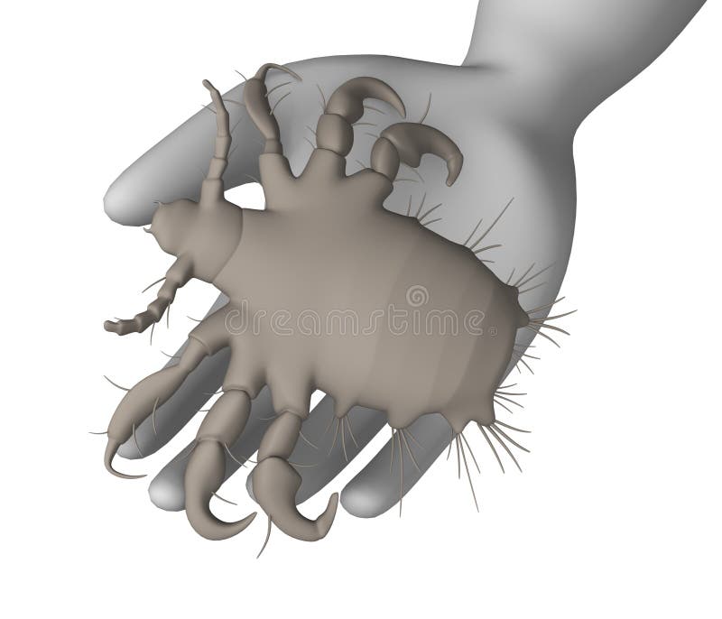 Pthirus pubis stock illustration. Illustration of render - 14696406
