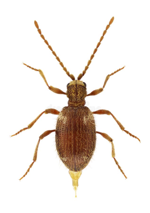 Ptinus Mascaras Stock Photos - Free & Royalty-Free Stock Photos from ...