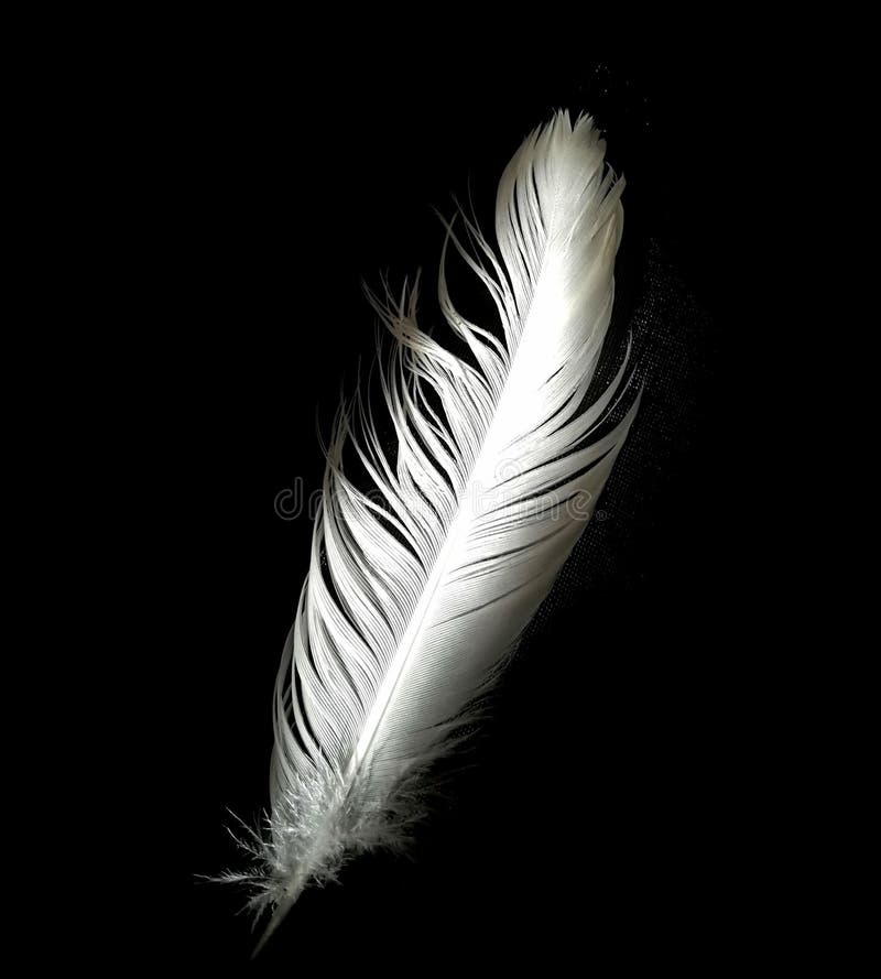 Perfect Style and Harmony of the Shape of the White Feather. Stock ...