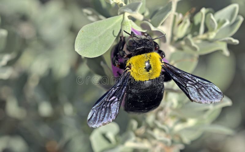 Pubescent Carpenter Bee stock photo. Image of insects - 301468944