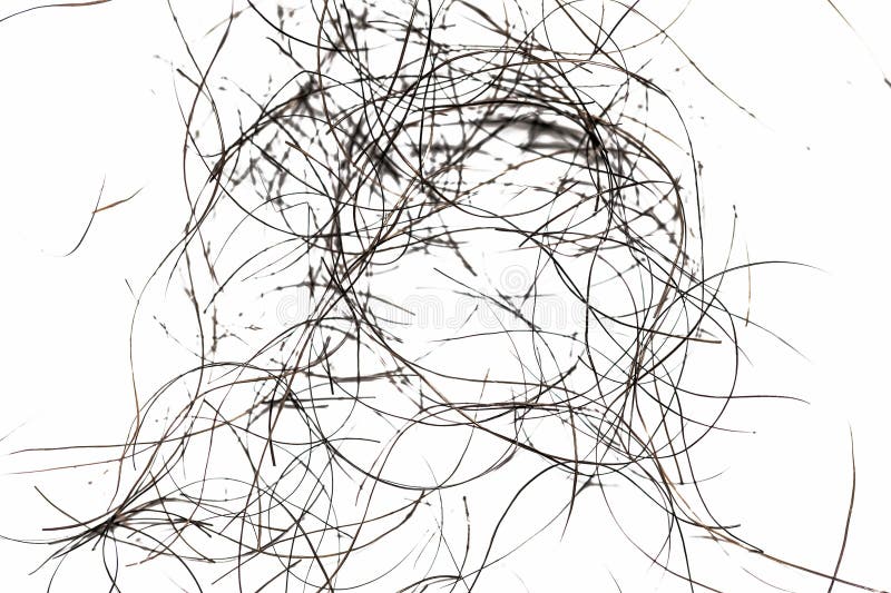 Pubic Hair Fall on White Background Stock Photo - Image of font ...