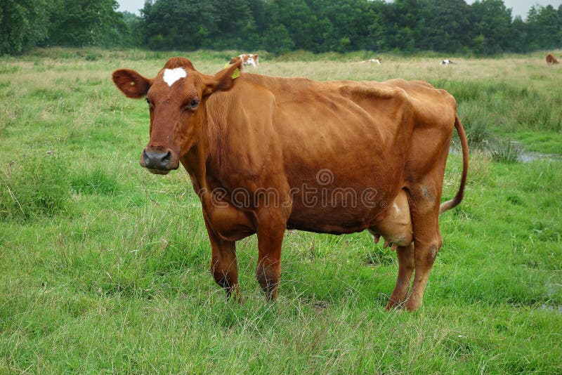 PUBLIC DOMAIN DEDICATION Digionbew 9. June 21-06-16 Cow In The Meadow ...