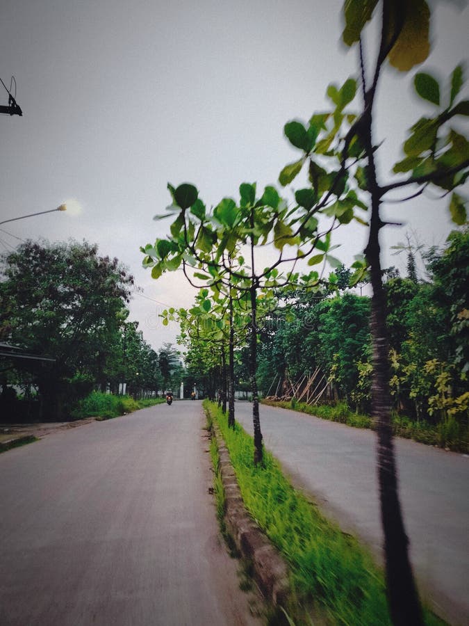 Public Highway Trees Lights Stock Image - Image of lights, trees: 267659539