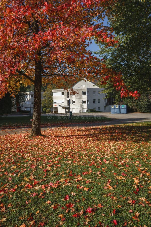 Public Park in Autumn, Grassland with Red Maple Trees and Leaves Stock ...