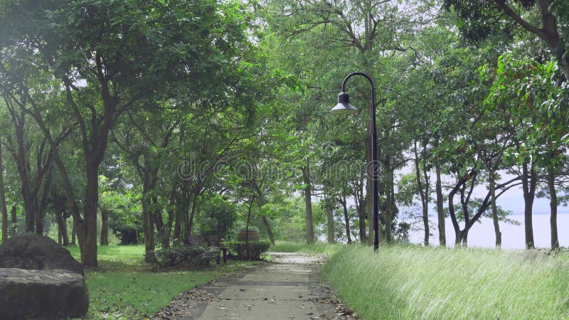 Public park with calm wind stock video. Video of branch - 262356613