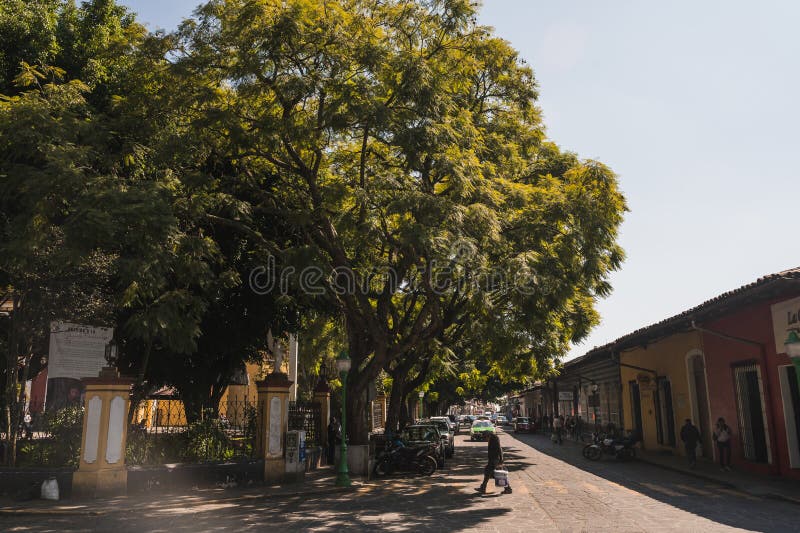Public Park of Coatepec, Veracruz, with Giant Trees and People Walking ...
