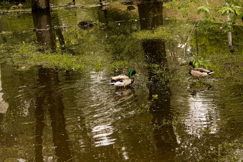 Public Park Drenched in Rain. Stock Photo - Image of environment ...