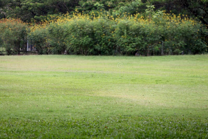 Public Park with Green Grass Field and Perspective To Copy Space Stock ...
