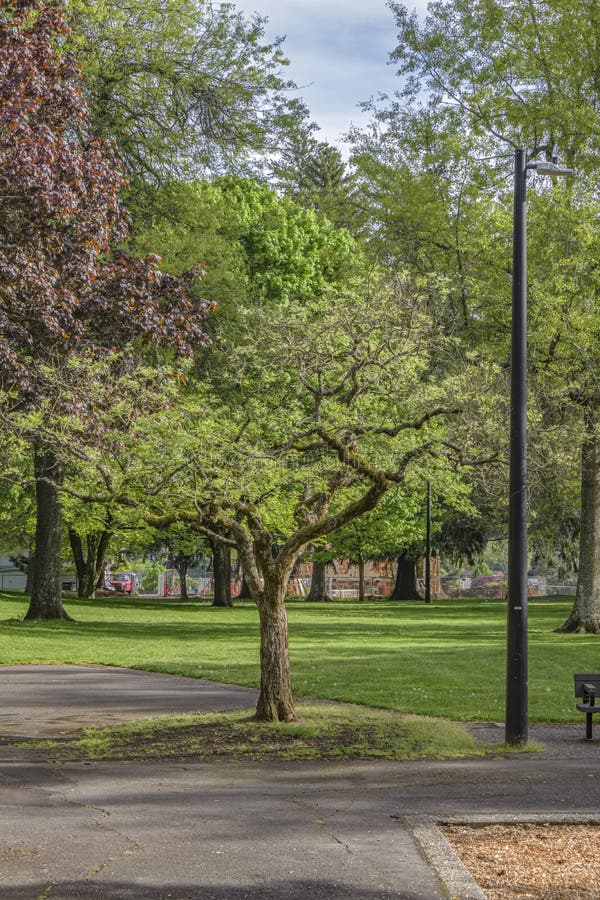 Public Park Landscape and Trees Oregon Stock Photo - Image of landscape ...