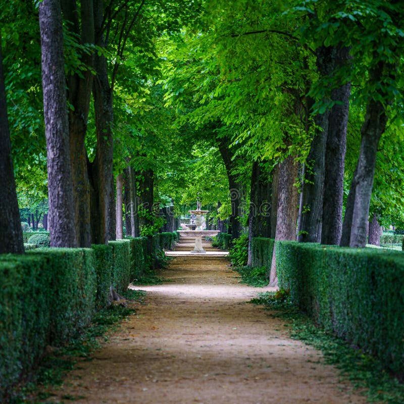 Public Park with Large Trees and Dirt Roads for Walking Stock Photo ...