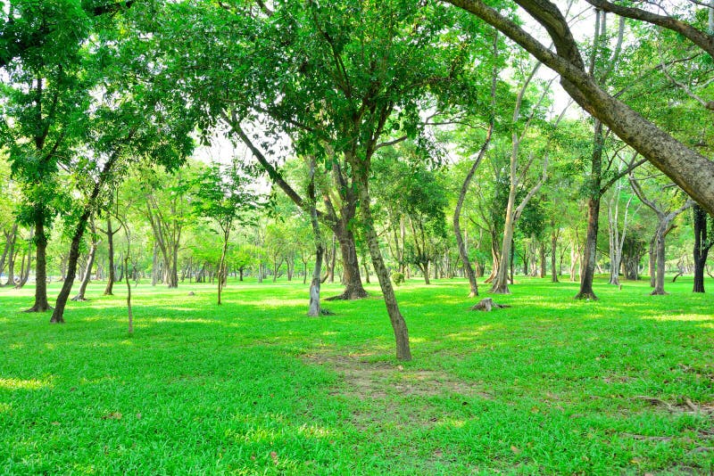 Public Park with Lawn Trees Stock Image - Image of cloud, park: 91974289