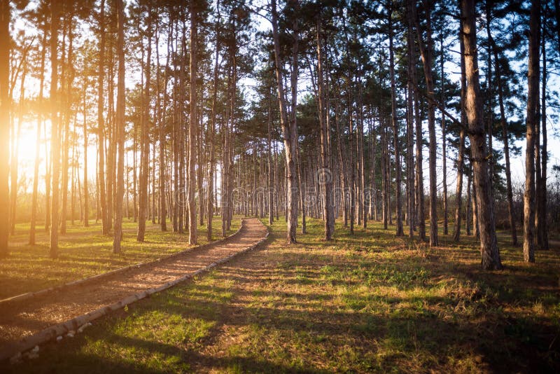 Public Park with Pine Trees and Running Path Horizontal Stock Photo ...