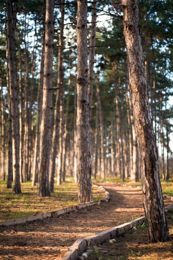 Public Park with Pine Trees and Running Path Vertical Stock Image ...