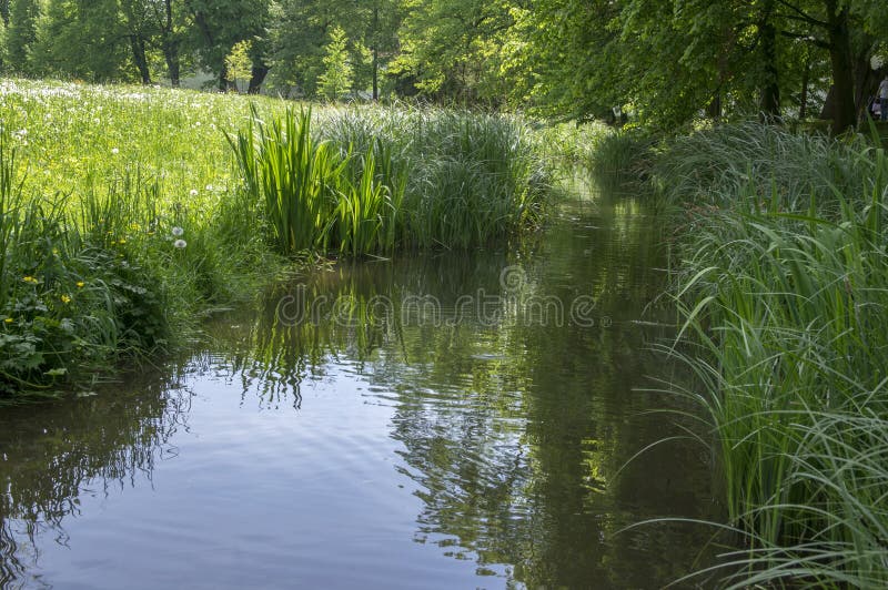 Public Park in Summer Time, Meadow, Greenery, Stream and Reflections Stock Photo - Image of ...