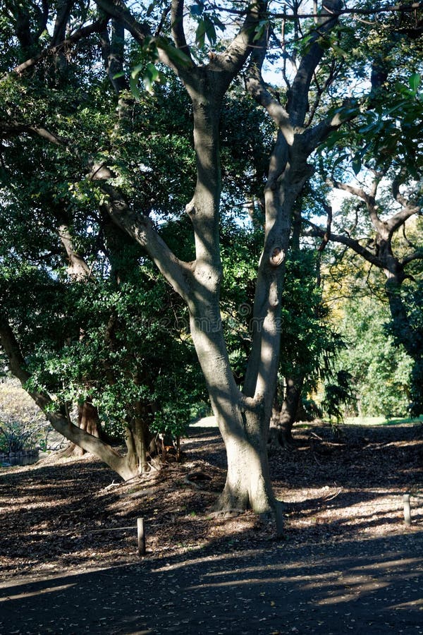Public Park in Tokyo Trees with Green Crown. Shadows and Silence Stock ...