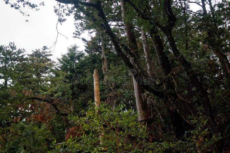 Public Park in Tokyo Trees with Green Crown. Shadows and Silence Stock ...