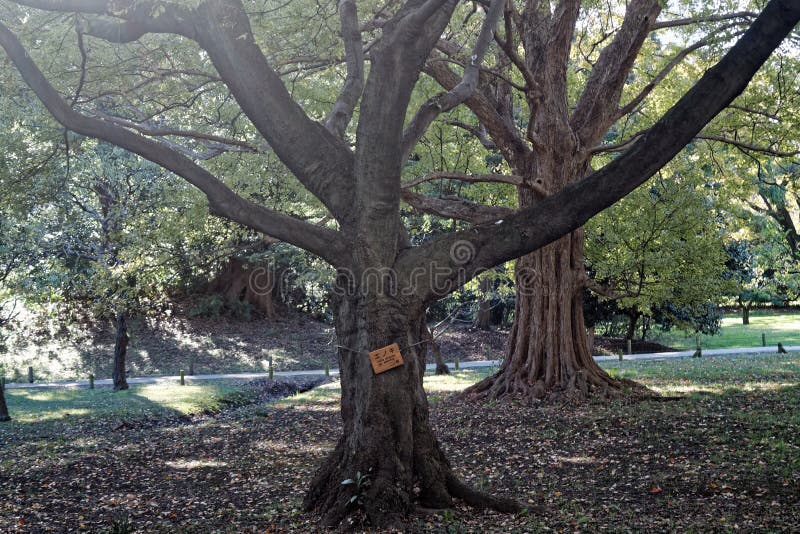 Public Park in Tokyo Trees with Green Crown. Shadows and Silence Stock ...