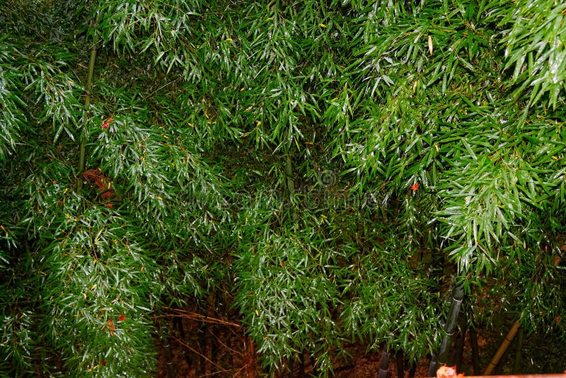 Public Park in Tokyo Trees with Green Crown. Shadows and Silence Stock ...