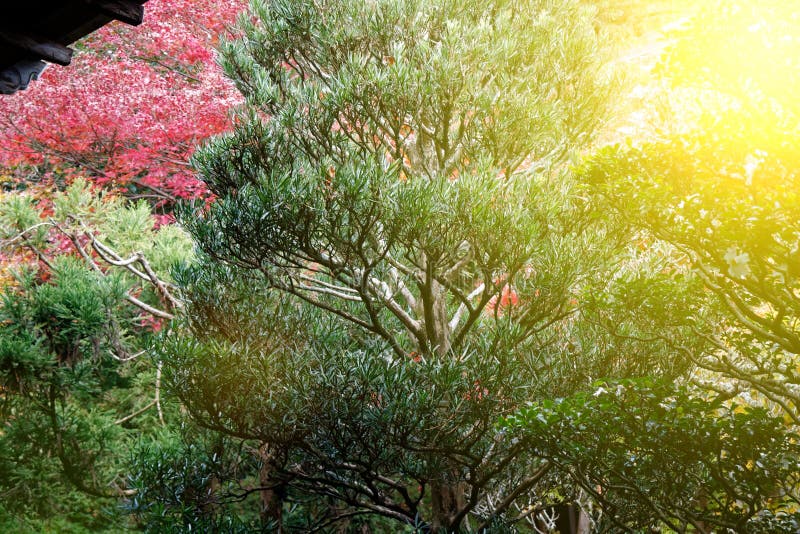 Public Park in Tokyo Trees with Green Crown. Shadows and Silence Stock ...