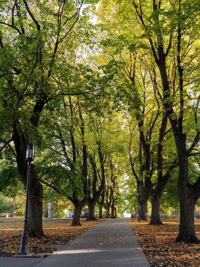 Public Walkway Covered with Canopy of Trees Stock Photo - Image of ...