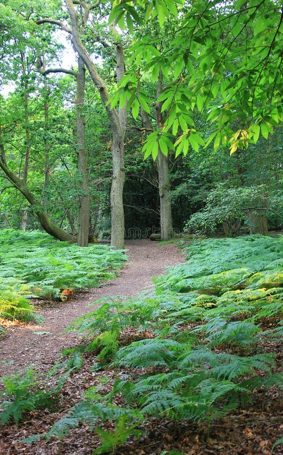 Public Walkway in the Forest, Surrey Stock Photo - Image of surrey ...