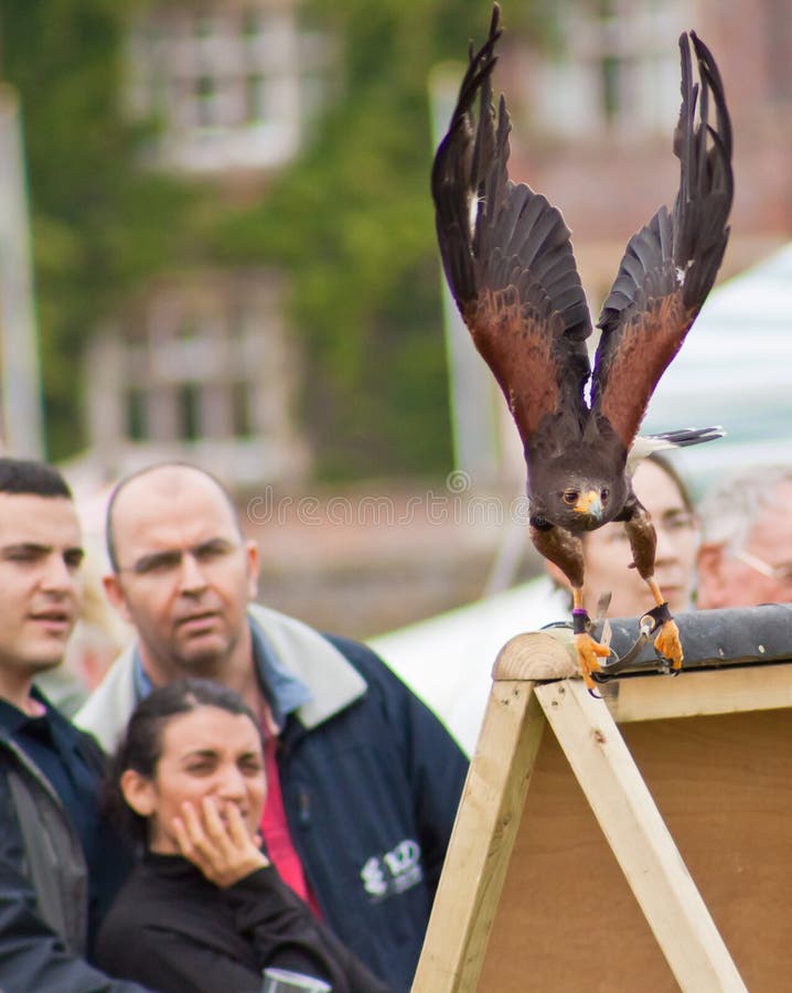 Public Watching a Harris Hawk Editorial Image - Image of hawk, talons ...