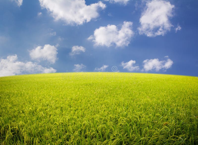 Published Advertising and Rice on a Blue Background. Stock Photo ...