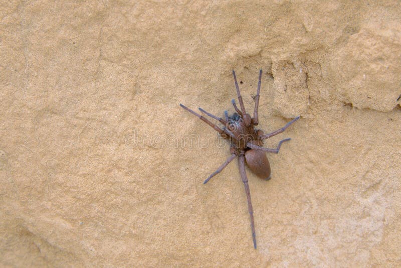 Spider on wall stock photo. Image of arthropoda, arachnid - 242511980