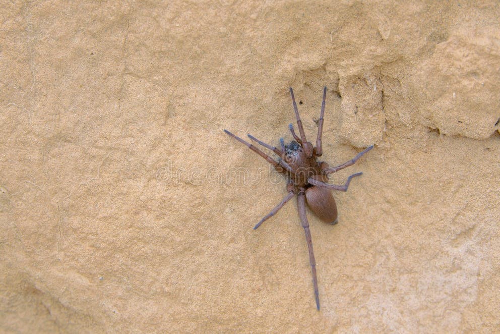 Spider on wall stock photo. Image of arthropoda, arachnid - 242511980