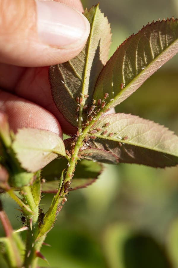 Puceron Sur Rose Un Parasite Image stock - Image du insectes, jardinage ...
