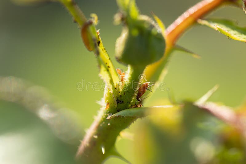 Puceron sur une rose photo stock. Image of biologie - 250480496
