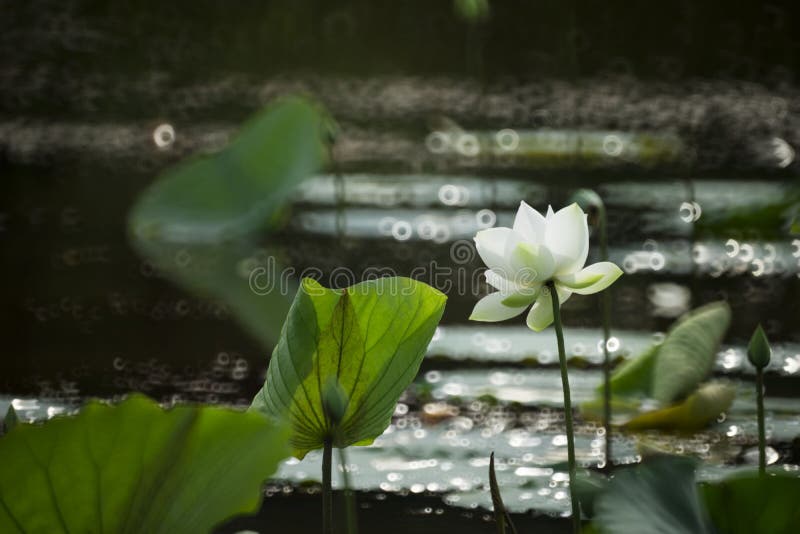 Puchong, White Lotus, Purity, Calm, Peace Stock Photo - Image of ...