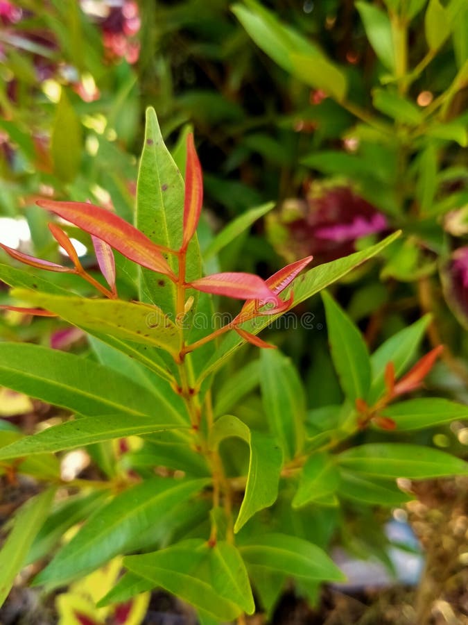 Pucuk Merah Flower stock photo. Image of insect, evergreen - 266372448