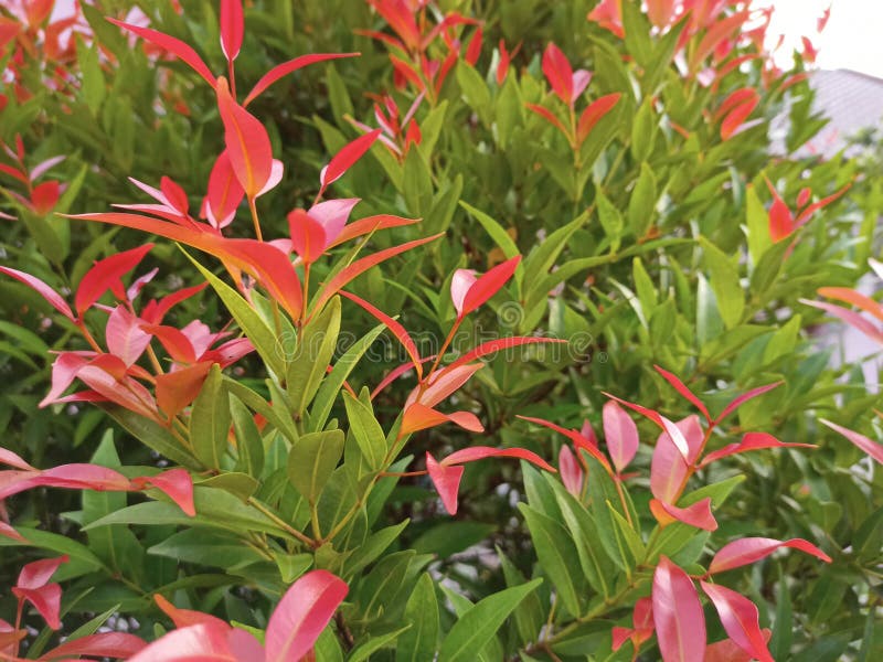 Pucuk Merah - Oleina Syzygium Stock Photo - Image of attractive, plant ...