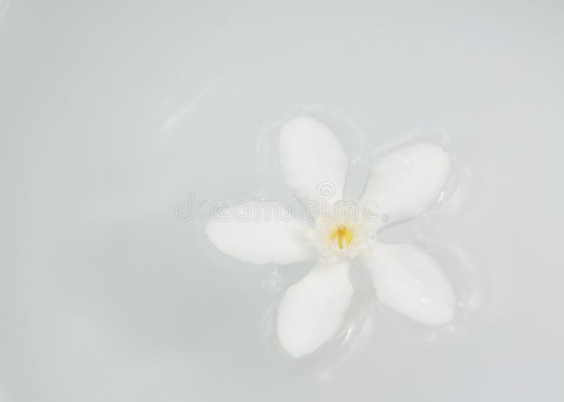 The PUD Pitchaya flowers stock image. Image of wringhtia - 77200705