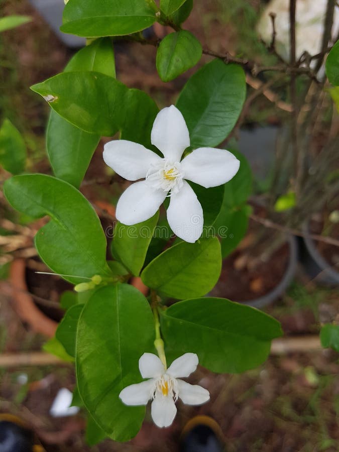 Pud stock photo. Image of pud2, nature, thai, flower - 73451520