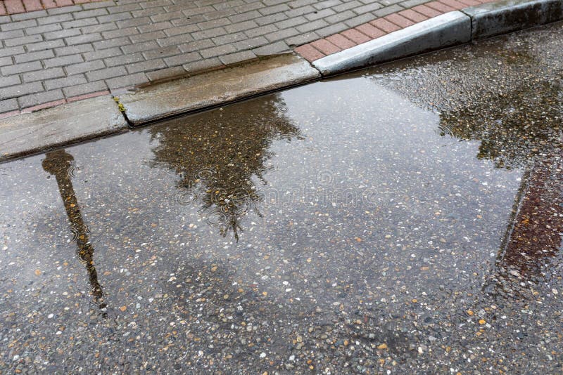 A Puddle on an Asphalt Road. Reflection of a Fir Tree in a Puddle after ...